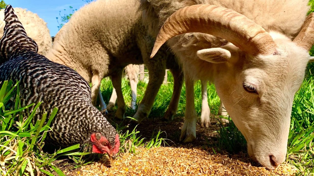 Brattonsville | Culture & Heritage Museums